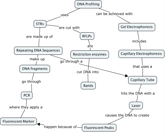 DNA Profiling - How is DNA profiling acomplished?